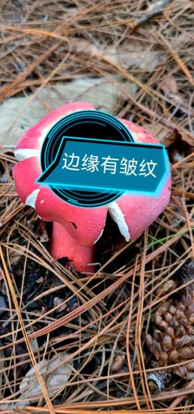 红菇和毒红菇的区别_如何一眼分辨真假红菇-第3张图片-山城妙识 红菇和毒红菇的区别_如何一眼分辨真假红菇-第3张图片-山城妙识