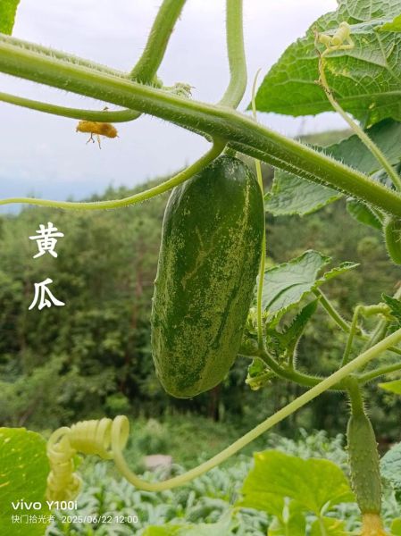 胡瓜长什么样_胡瓜和黄瓜的区别-第2张图片-山城妙识 胡瓜长什么样_胡瓜和黄瓜的区别-第2张图片-山城妙识