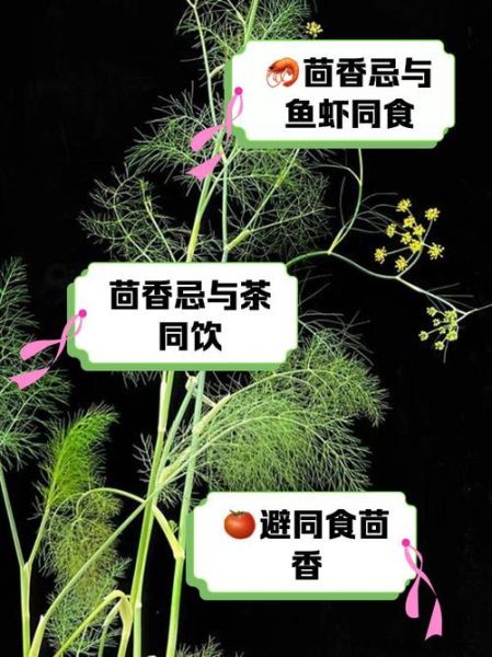 茴香不能和什么一起吃_茴香相克食物有哪些-第1张图片-山城妙识 茴香不能和什么一起吃_茴香相克食物有哪些-第1张图片-山城妙识