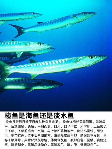 大梭鱼长什么样_大梭鱼有毒吗-第2张图片-山城妙识 大梭鱼长什么样_大梭鱼有毒吗-第2张图片-山城妙识