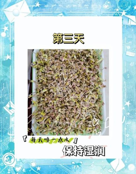 种豆芽的步骤_家庭无土栽培方法-第3张图片-山城妙识