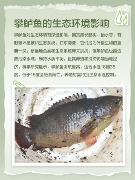 攀鲈鱼怎么养_攀鲈鱼水温多少合适-第1张图片-山城妙识 攀鲈鱼怎么养_攀鲈鱼水温多少合适-第1张图片-山城妙识