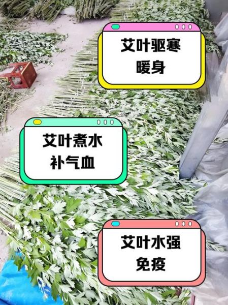 艾草叶煮水喝的功效_艾草叶煮水有什么副作用-第3张图片-山城妙识 艾草叶煮水喝的功效_艾草叶煮水有什么副作用-第3张图片-山城妙识