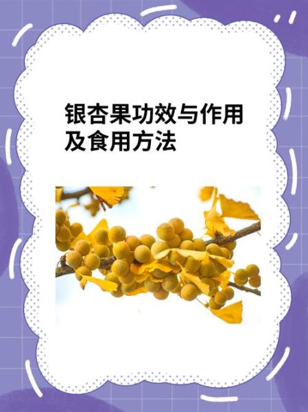 银杏果怎么吃最有营养_银杏果一天吃多少粒-第2张图片-山城妙识 银杏果怎么吃最有营养_银杏果一天吃多少粒-第2张图片-山城妙识