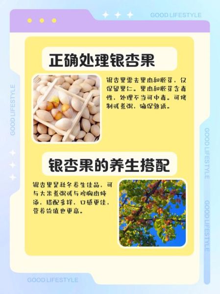 银杏果怎么吃最有营养_银杏果一天吃多少粒-第3张图片-山城妙识 银杏果怎么吃最有营养_银杏果一天吃多少粒-第3张图片-山城妙识