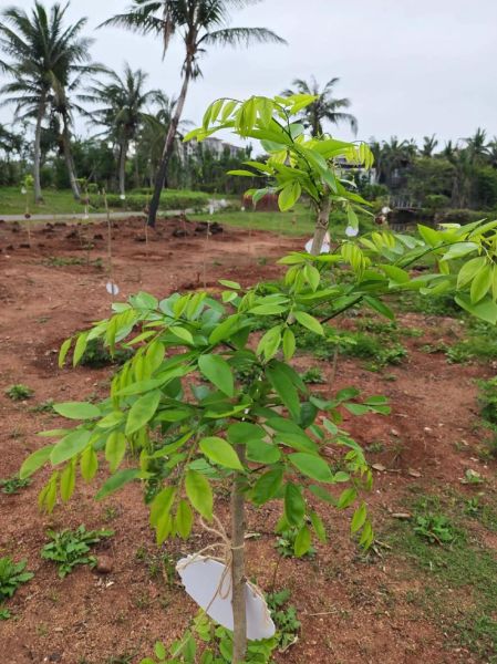 黄菠萝树是什么树_黄菠萝树怎么养-第2张图片-山城妙识