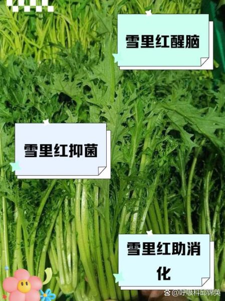 雪里红不能和什么一起吃_雪里红禁忌人群有哪些-第1张图片-山城妙识 雪里红不能和什么一起吃_雪里红禁忌人群有哪些-第1张图片-山城妙识