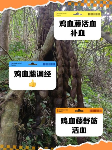 鸡血藤的功效与作用_鸡血藤适合什么人吃-第1张图片-山城妙识 鸡血藤的功效与作用_鸡血藤适合什么人吃-第1张图片-山城妙识