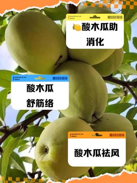 酸木瓜的功效与作用禁忌_孕妇能吃吗-第2张图片-山城妙识 酸木瓜的功效与作用禁忌_孕妇能吃吗-第2张图片-山城妙识