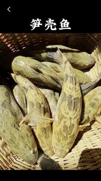 笋壳鱼怎么做好吃_笋壳鱼多少钱一斤-第3张图片-山城妙识 笋壳鱼怎么做好吃_笋壳鱼多少钱一斤-第3张图片-山城妙识