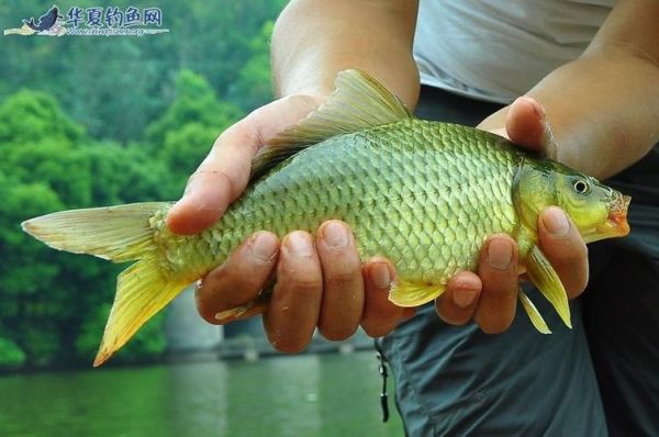 鲫鱼读音是什么_鲫鱼怎么读才标准-第3张图片-山城妙识 鲫鱼读音是什么_鲫鱼怎么读才标准-第3张图片-山城妙识