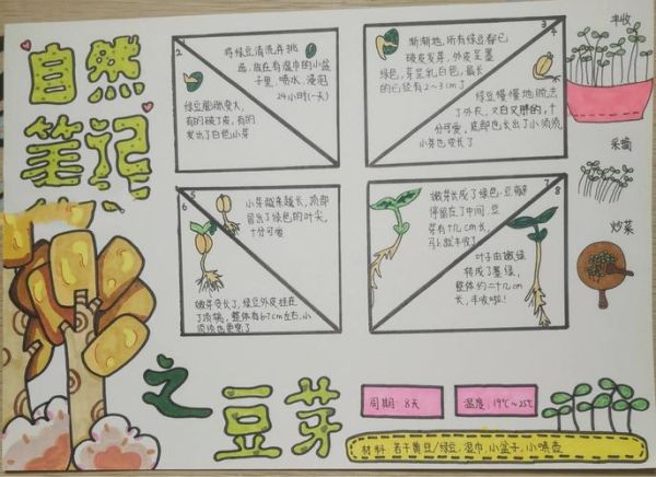 黄豆芽怎么种_四年级观察日记怎么写-第1张图片-山城妙识 黄豆芽怎么种_四年级观察日记怎么写-第1张图片-山城妙识