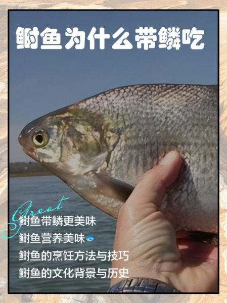鲥鱼为什么多刺_如何优雅吃鲥鱼-第1张图片-山城妙识 鲥鱼为什么多刺_如何优雅吃鲥鱼-第1张图片-山城妙识