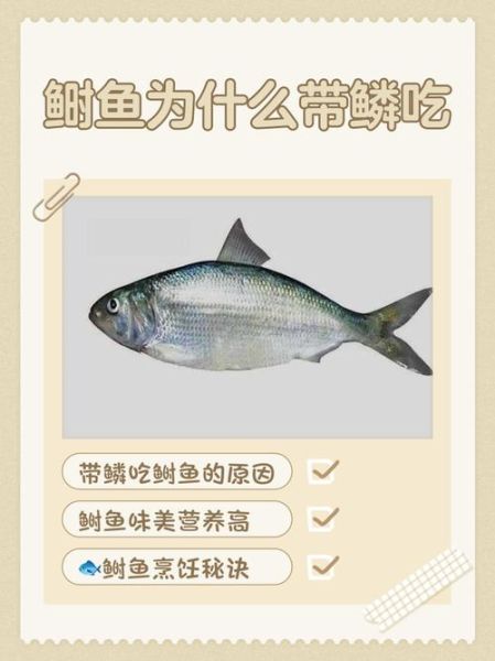 鲥鱼为什么多刺_如何优雅吃鲥鱼-第3张图片-山城妙识 鲥鱼为什么多刺_如何优雅吃鲥鱼-第3张图片-山城妙识