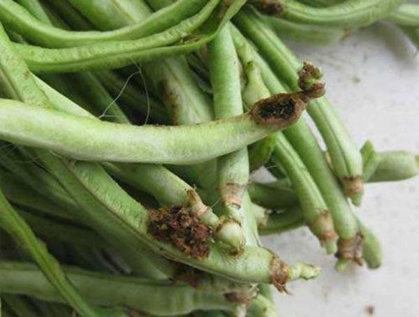 豆角电影网站怎么样_豆角电影安全吗-第2张图片-山城妙识 豆角电影网站怎么样_豆角电影安全吗-第2张图片-山城妙识