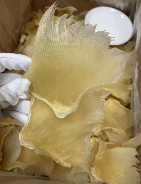 鱼翅部位图解_鱼翅各部位口感区别-第1张图片-山城妙识 鱼翅部位图解_鱼翅各部位口感区别-第1张图片-山城妙识