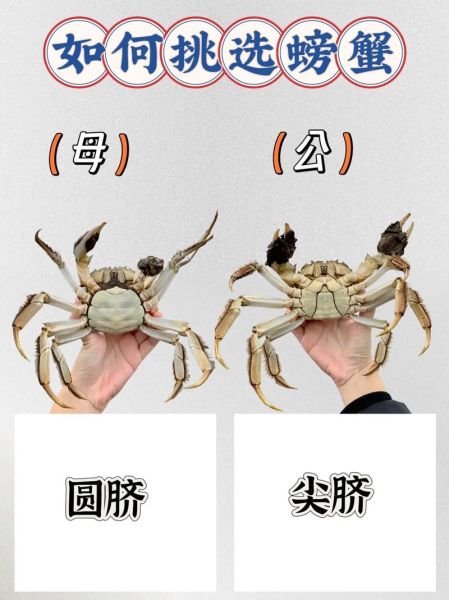 螃蟹哪种好_如何挑选最肥美的蟹-第1张图片-山城妙识 螃蟹哪种好_如何挑选最肥美的蟹-第1张图片-山城妙识