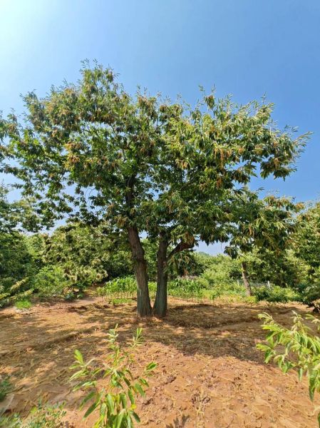 野生板栗树长什么样_野生板栗树图片怎么识别-第1张图片-山城妙识 野生板栗树长什么样_野生板栗树图片怎么识别-第1张图片-山城妙识