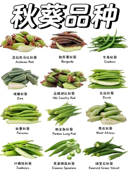 秋葵吃多了会怎么样_秋葵过量副作用-第2张图片-山城妙识 秋葵吃多了会怎么样_秋葵过量副作用-第2张图片-山城妙识
