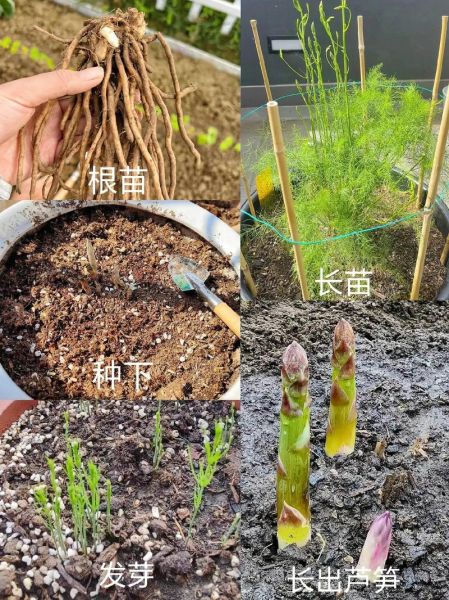 芦笋价格多少钱一斤_2024年最新行情-第2张图片-山城妙识