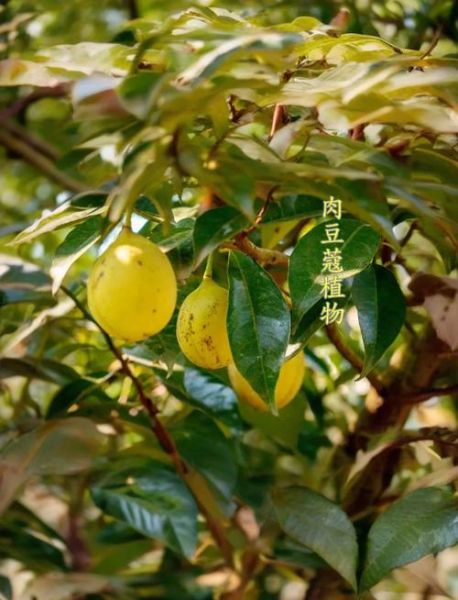 肉蔻的功效与作用_肉蔻怎么吃才正确-第1张图片-山城妙识 肉蔻的功效与作用_肉蔻怎么吃才正确-第1张图片-山城妙识