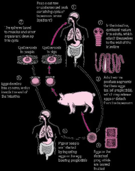 猪肉绦虫是什么动物_猪肉绦虫对人体有哪些危害-第3张图片-山城妙识 猪肉绦虫是什么动物_猪肉绦虫对人体有哪些危害-第3张图片-山城妙识