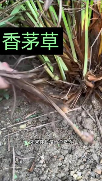 柠檬香茅草怎么种_柠檬香茅草的功效与作用-第1张图片-山城妙识 柠檬香茅草怎么种_柠檬香茅草的功效与作用-第1张图片-山城妙识
