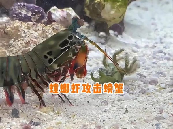 螳螂虾vs帝王蟹哪个好吃_螳螂虾vs帝王蟹营养价值-第1张图片-山城妙识