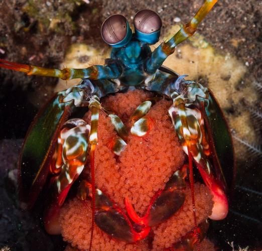 螳螂虾vs帝王蟹哪个好吃_螳螂虾vs帝王蟹营养价值-第3张图片-山城妙识