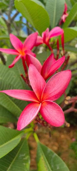 鸡蛋花图片大全大图_鸡蛋花高清壁纸怎么找-第1张图片-山城妙识 鸡蛋花图片大全大图_鸡蛋花高清壁纸怎么找-第1张图片-山城妙识