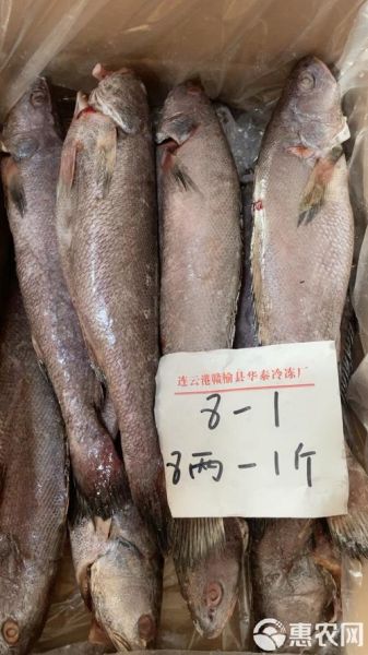 鳘鱼多少钱一斤_鳘鱼价格行情-第3张图片-山城妙识 鳘鱼多少钱一斤_鳘鱼价格行情-第3张图片-山城妙识