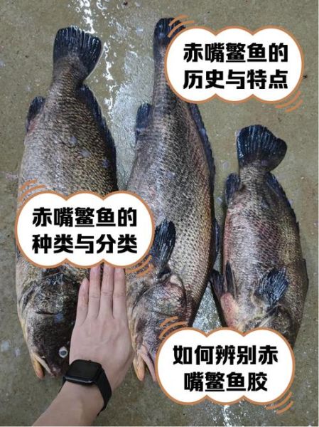 鳘鱼多少钱一斤_鳘鱼价格行情-第1张图片-山城妙识 鳘鱼多少钱一斤_鳘鱼价格行情-第1张图片-山城妙识