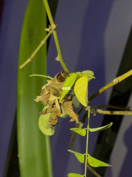 蓑衣虫是什么_蓑衣虫怎么防治-第2张图片-山城妙识 蓑衣虫是什么_蓑衣虫怎么防治-第2张图片-山城妙识