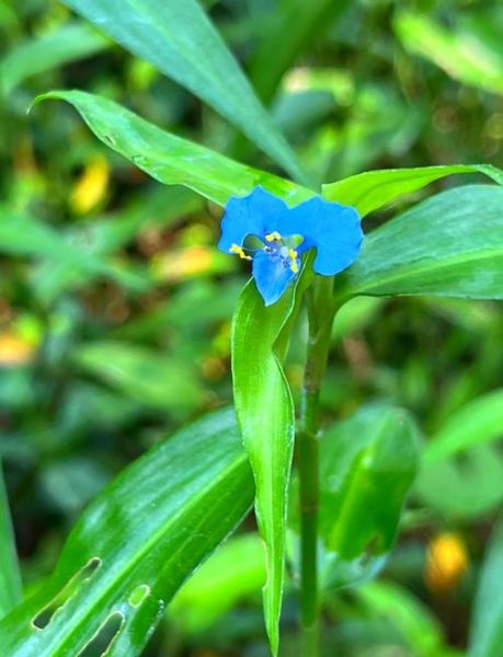 鸭舌草别名有哪些_鸭舌草和鸭跖草的区别-第2张图片-山城妙识 鸭舌草别名有哪些_鸭舌草和鸭跖草的区别-第2张图片-山城妙识