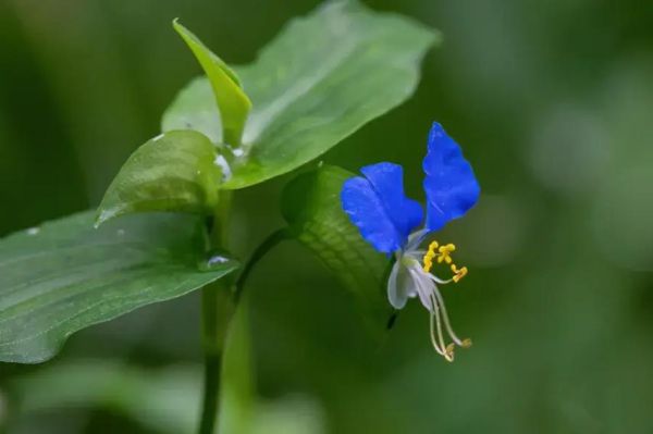 鸭舌草别名有哪些_鸭舌草和鸭跖草的区别-第1张图片-山城妙识 鸭舌草别名有哪些_鸭舌草和鸭跖草的区别-第1张图片-山城妙识
