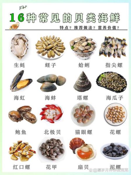 贝类大全名称_常见贝类有哪些-第1张图片-山城妙识 贝类大全名称_常见贝类有哪些-第1张图片-山城妙识