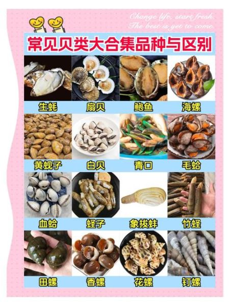 贝类大全名称_常见贝类有哪些-第2张图片-山城妙识 贝类大全名称_常见贝类有哪些-第2张图片-山城妙识