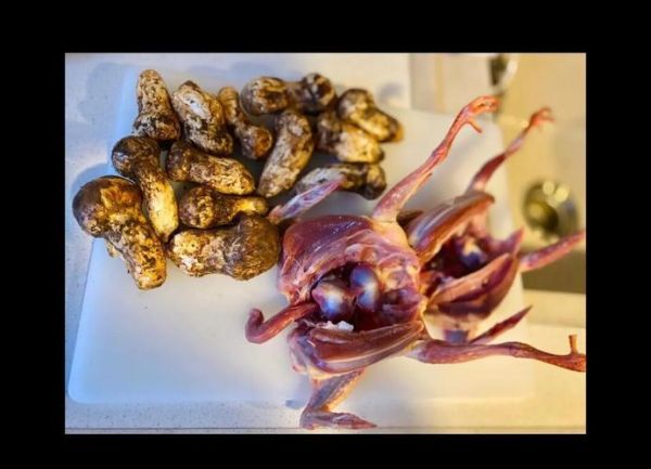 松茸炖鸽子怎么做_松茸炖鸽子功效与禁忌-第2张图片-山城妙识 松茸炖鸽子怎么做_松茸炖鸽子功效与禁忌-第2张图片-山城妙识