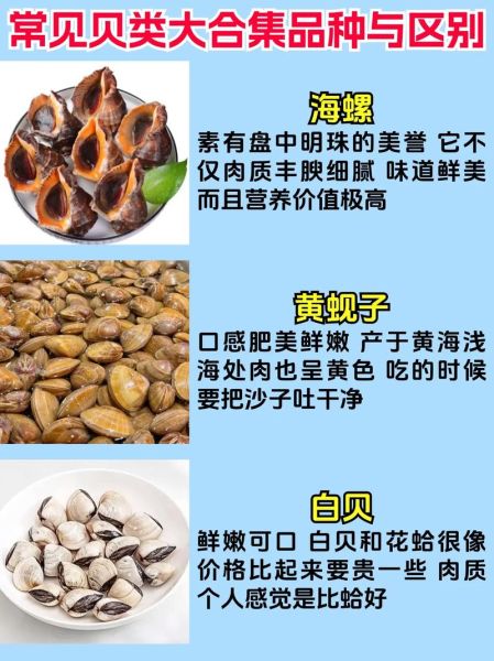 贝类大全名称_常见贝类有哪些-第3张图片-山城妙识 贝类大全名称_常见贝类有哪些-第3张图片-山城妙识