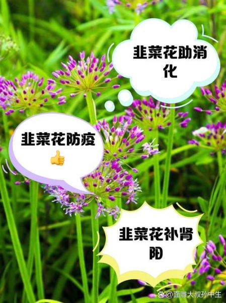 韭菜花怎么吃_韭菜花吃法大全-第3张图片-山城妙识 韭菜花怎么吃_韭菜花吃法大全-第3张图片-山城妙识