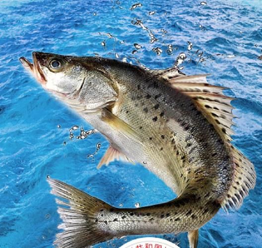 海鲈鱼多少钱一斤2018_2018年海鲈鱼价格走势-第2张图片-山城妙识 海鲈鱼多少钱一斤2018_2018年海鲈鱼价格走势-第2张图片-山城妙识