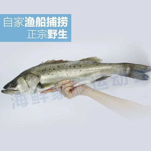 海鲈鱼多少钱一斤2018_2018年海鲈鱼价格走势-第3张图片-山城妙识 海鲈鱼多少钱一斤2018_2018年海鲈鱼价格走势-第3张图片-山城妙识