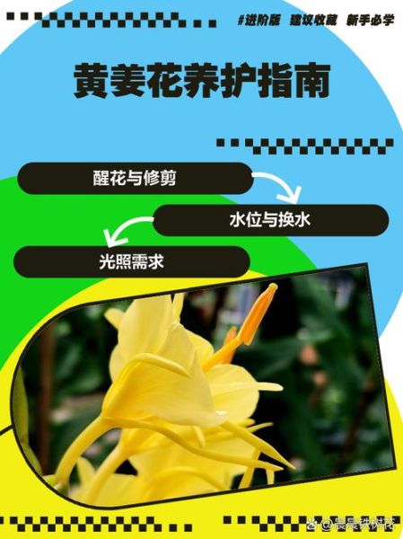 黄姜花怎么养_黄姜花什么时候开花-第1张图片-山城妙识 黄姜花怎么养_黄姜花什么时候开花-第1张图片-山城妙识