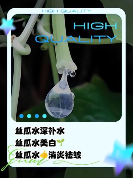 丝瓜水的功效与作用_丝瓜水怎么喝才正确-第1张图片-山城妙识 丝瓜水的功效与作用_丝瓜水怎么喝才正确-第1张图片-山城妙识