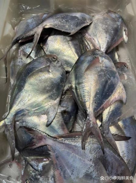 南鲳鱼是海鱼吗_南鲳鱼产地在哪里-第1张图片-山城妙识 南鲳鱼是海鱼吗_南鲳鱼产地在哪里-第1张图片-山城妙识