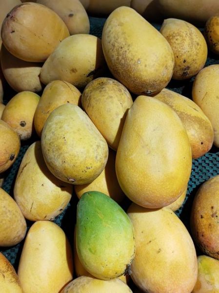 芒果过敏脸肿会自愈吗_多久能消肿-第1张图片-山城妙识 芒果过敏脸肿会自愈吗_多久能消肿-第1张图片-山城妙识