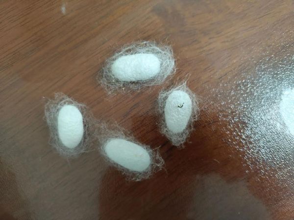 蚕宝宝图片怎么拍_蚕宝宝高清图哪里找-第2张图片-山城妙识 蚕宝宝图片怎么拍_蚕宝宝高清图哪里找-第2张图片-山城妙识