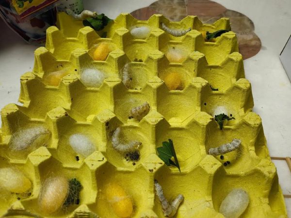 蚕宝宝图片怎么拍_蚕宝宝高清图哪里找-第3张图片-山城妙识 蚕宝宝图片怎么拍_蚕宝宝高清图哪里找-第3张图片-山城妙识