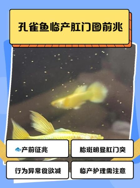 孔雀鱼生小鱼前兆有哪些_孔雀鱼临产症状图解-第1张图片-山城妙识 孔雀鱼生小鱼前兆有哪些_孔雀鱼临产症状图解-第1张图片-山城妙识