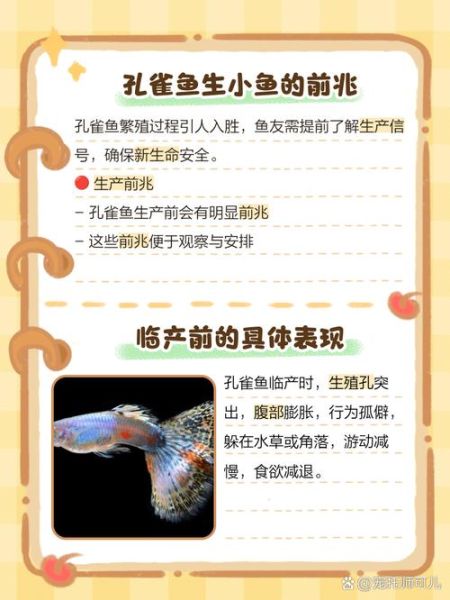 孔雀鱼生小鱼前兆有哪些_孔雀鱼临产症状图解-第3张图片-山城妙识 孔雀鱼生小鱼前兆有哪些_孔雀鱼临产症状图解-第3张图片-山城妙识
